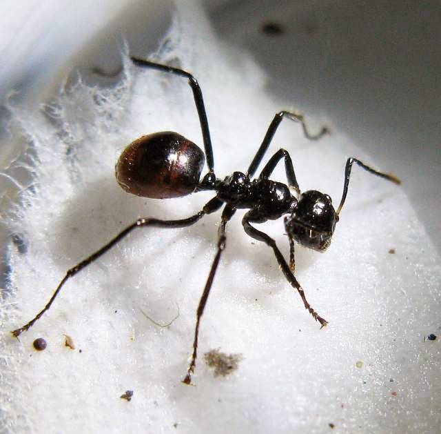 Photos and Info on Ants and Termites of Malaysia: Dolichoderus sp