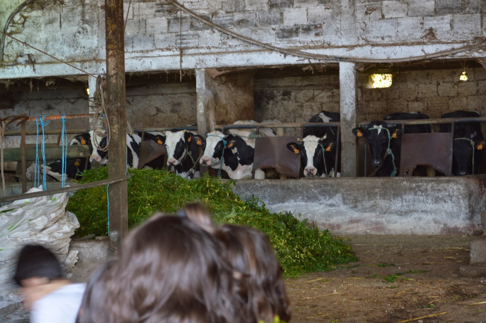 Outeirinhos: Uma visita a uma vacaria