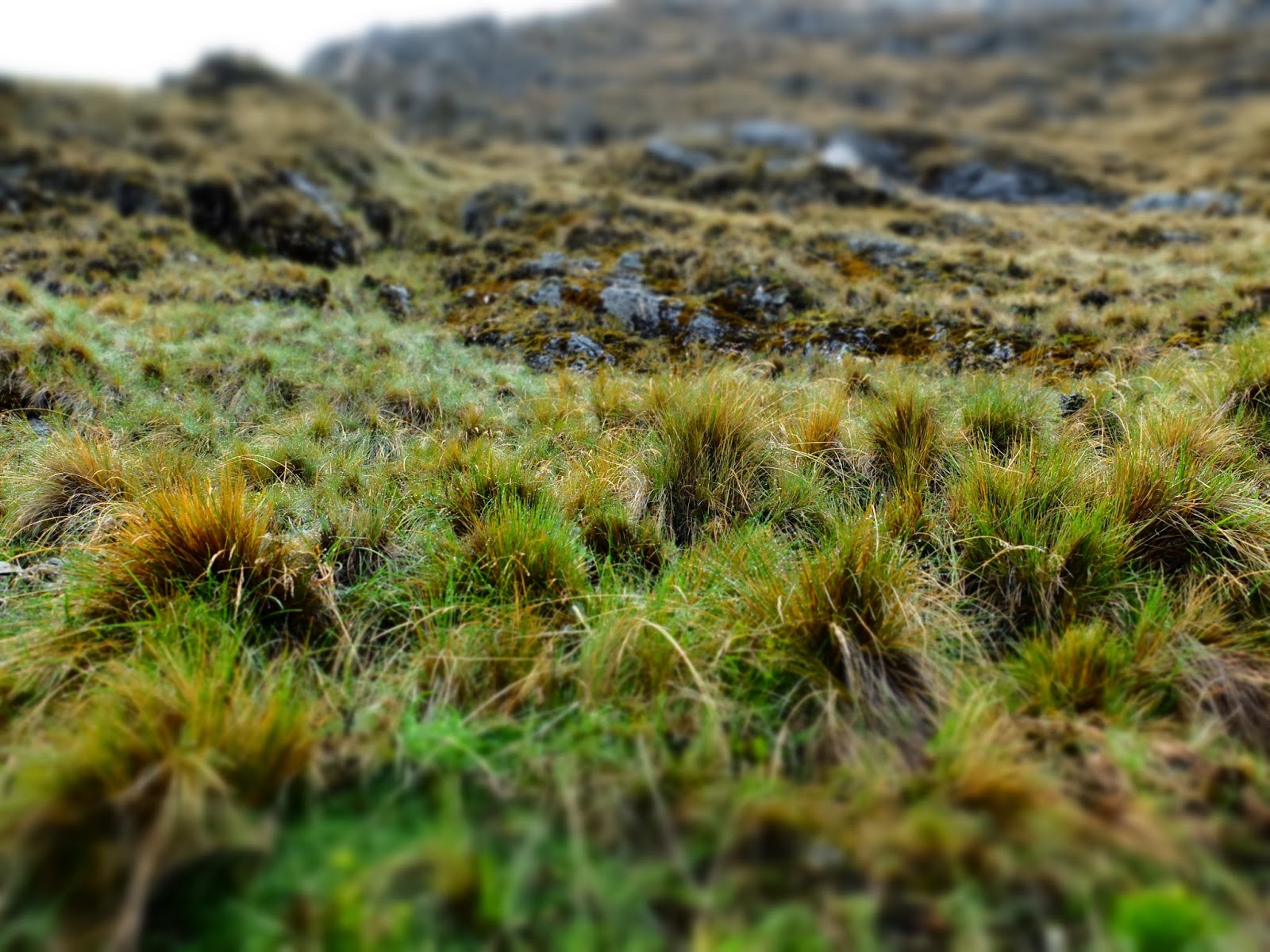 TravelMarx: Salcantay Trek: Selected Plants