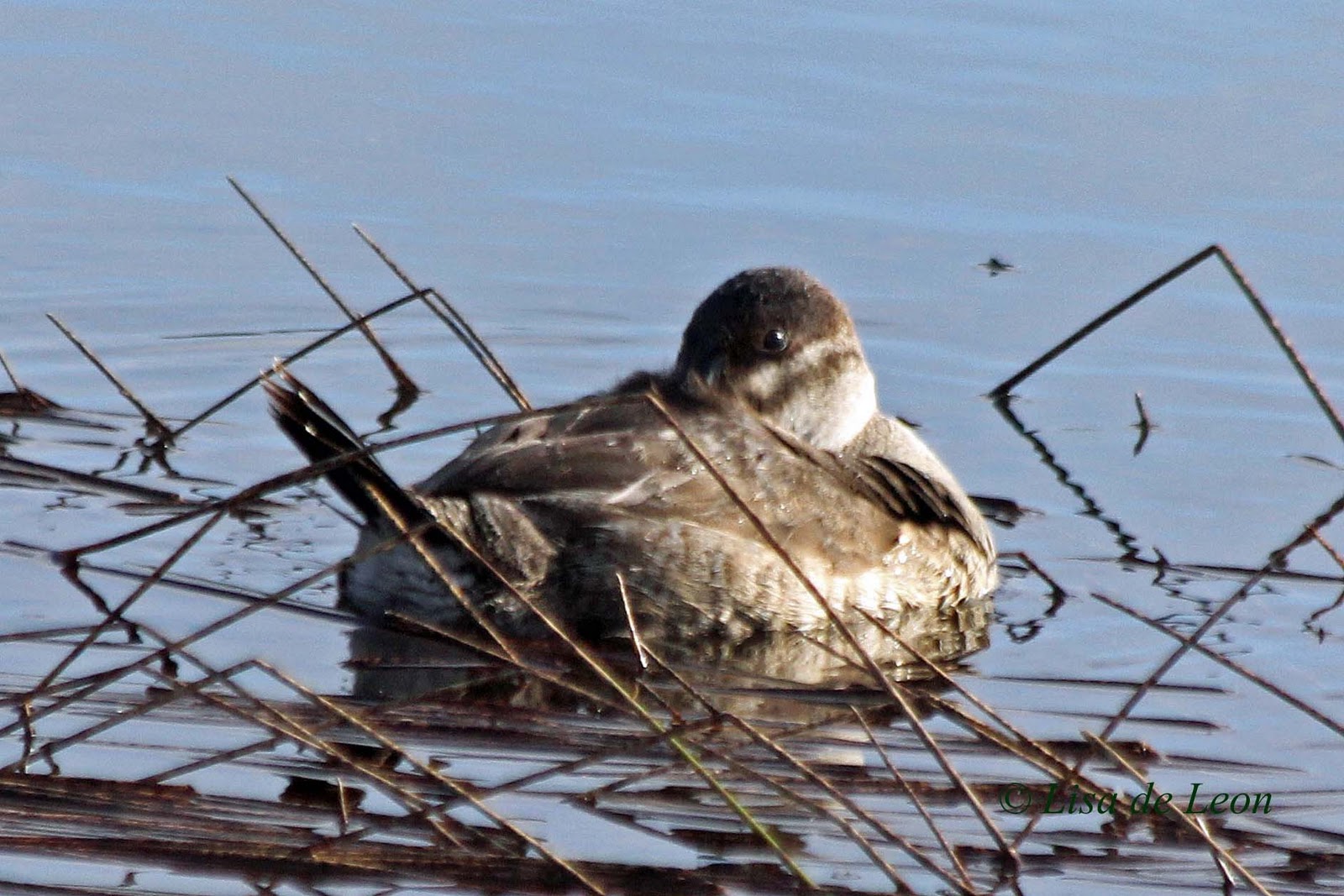 Birding with Lisa de Leon: Ruddy Duck - Female