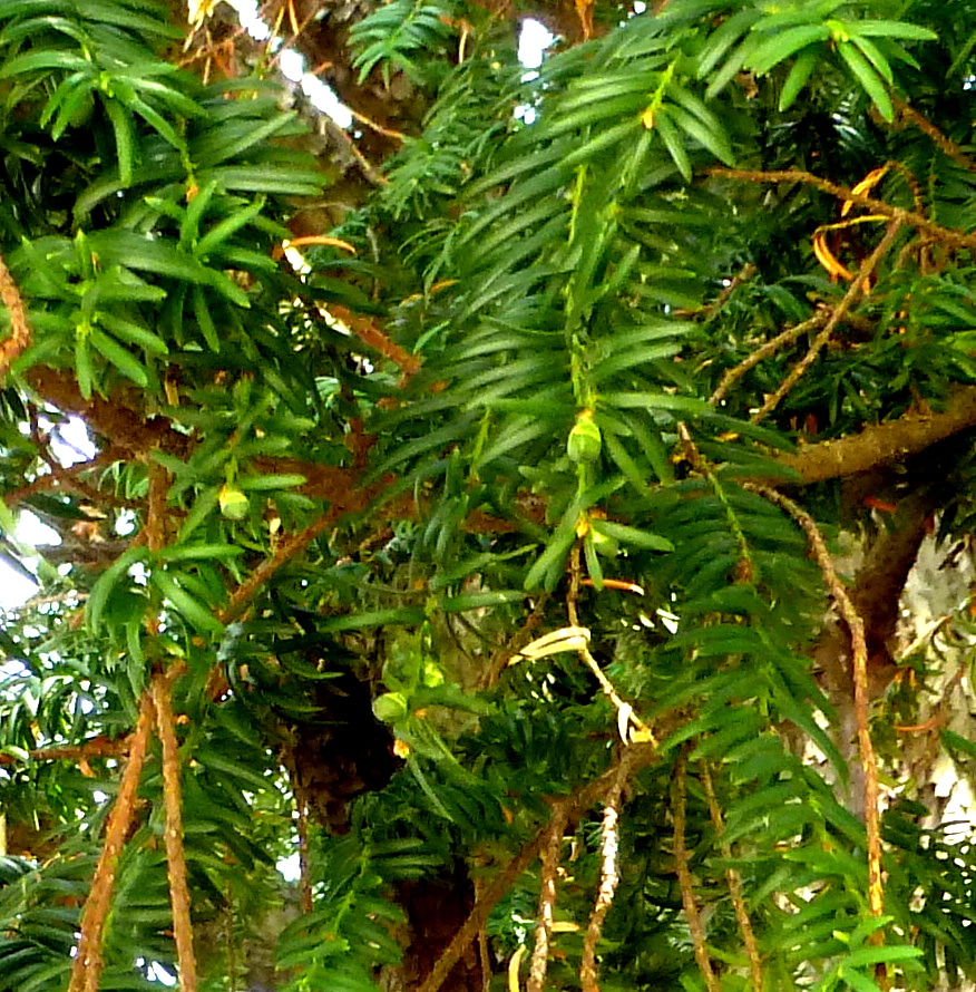 Árboles con alma: Tejo. Teix. (Taxus baccata)