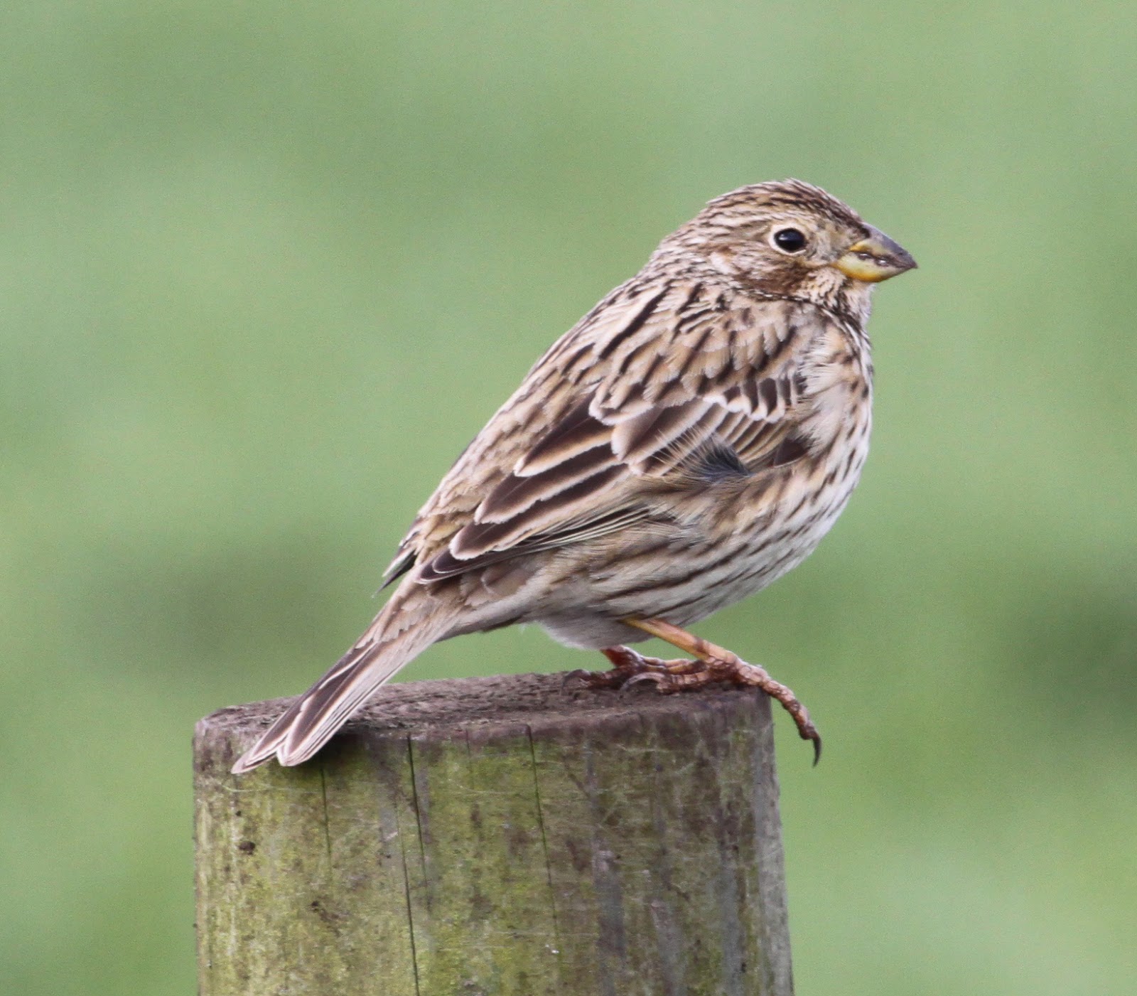 Another Bird Blog: A Bit Of Everything