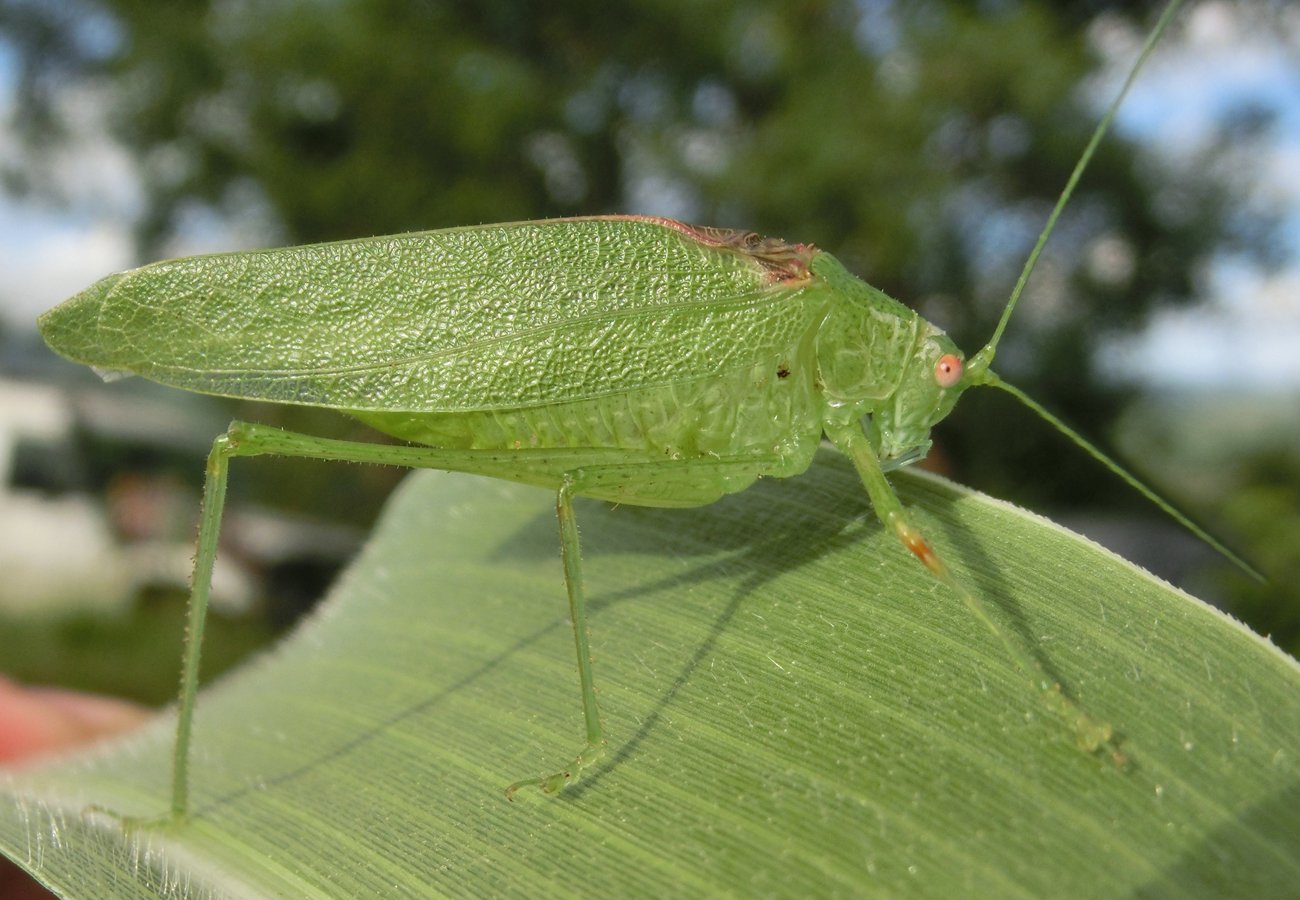 Orthoptera Tettigoniidae