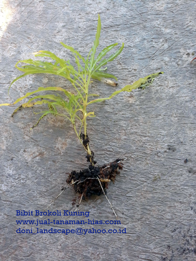 Jual Brokoli Kuning | Khalifah Kuning | Tanaman Hias | Budidaya Dengan ...