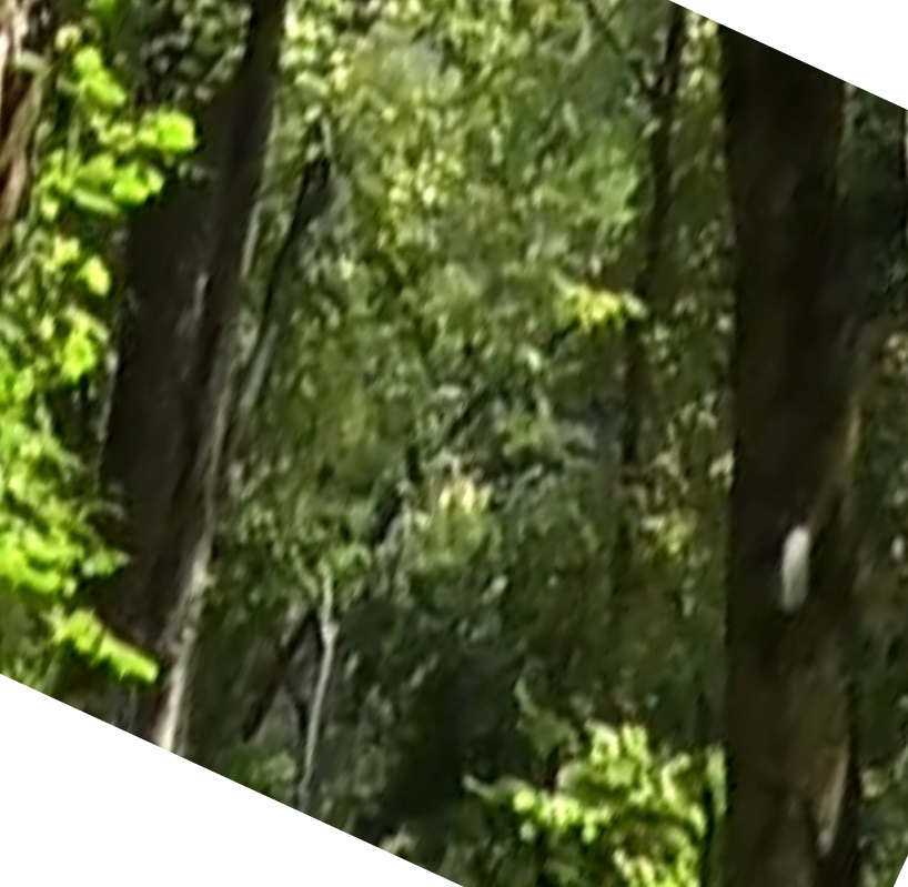 Dogman - The Monsters are Real: Possible Dogman Captured On BackTrail ...