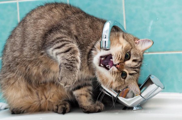 Funny cats ~ Big Fun - The Fun Blog