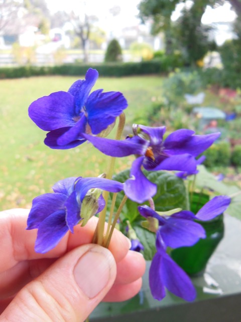 An angel in the garden: The Memory of Violets