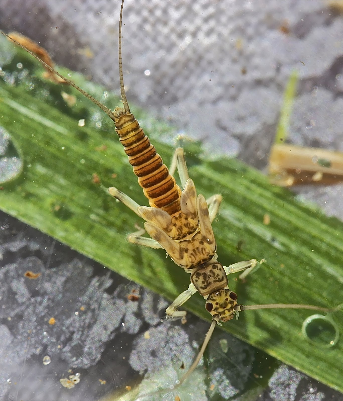 Aquatic Insects of Central Virginia: Neophylax fuscus in Buck Mt. Creek ...