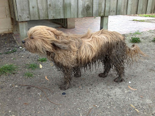 my dog: mud and dogs