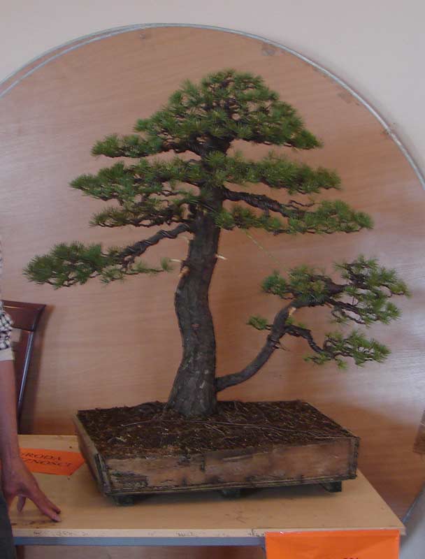 Walter Pall Bonsai Adventures: 30 Japanes trees for sale - German and ...