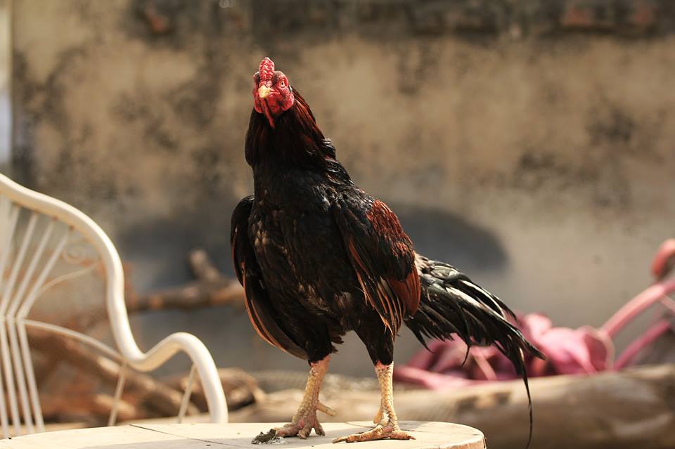 Aseel Photos - 10 Beautiful Asil Photos | Raja Asil