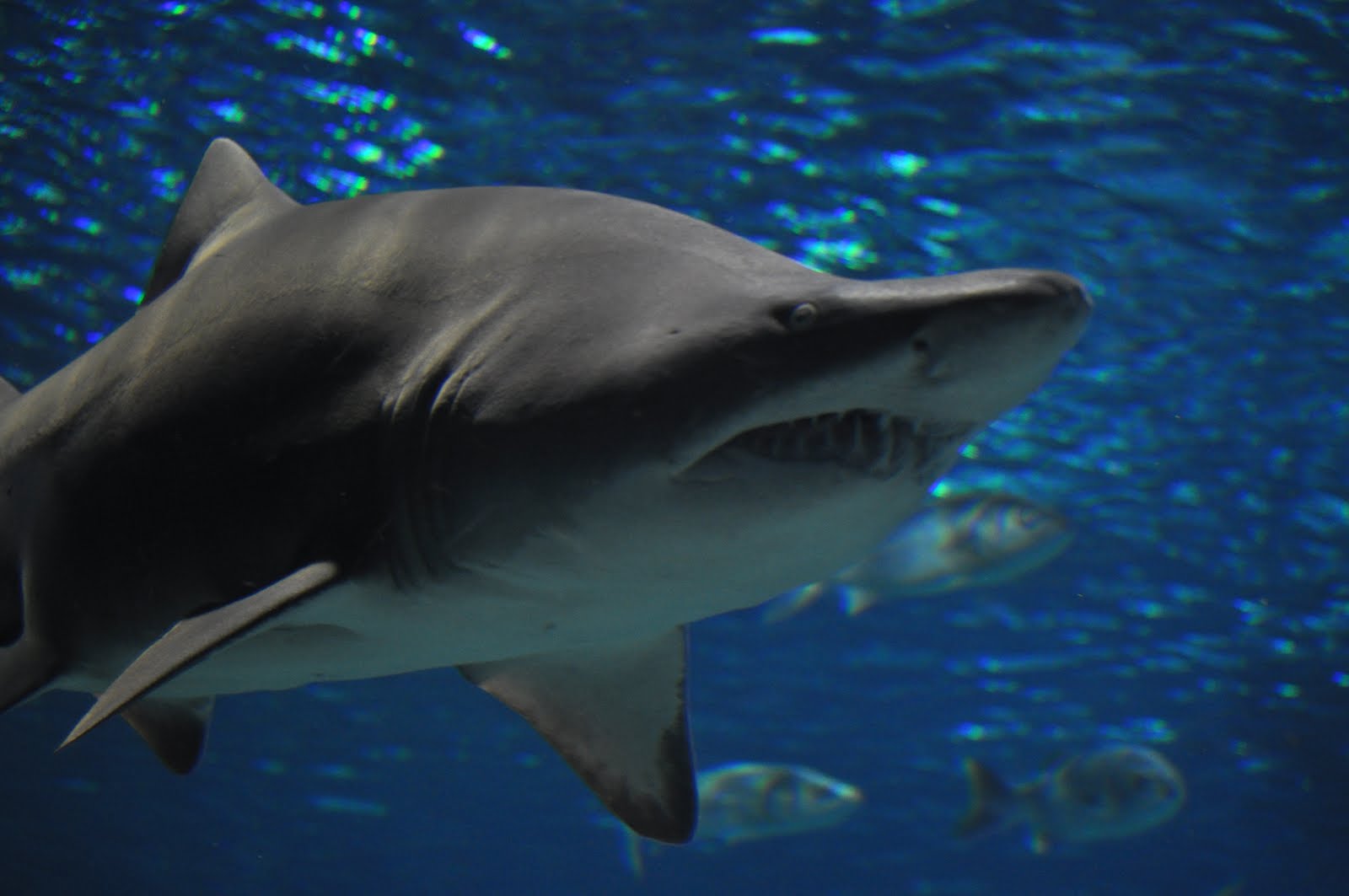 ZOOTOGRAFIANDO (6.100 ANIMALS): TIBURÓN TORO / SAND TIGER SHARK ...