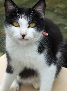 PROYECTO GATO: PINTO YA CONFÍA ALGO MÁS.