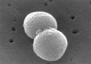 Coccus |Genetic Engineering Info