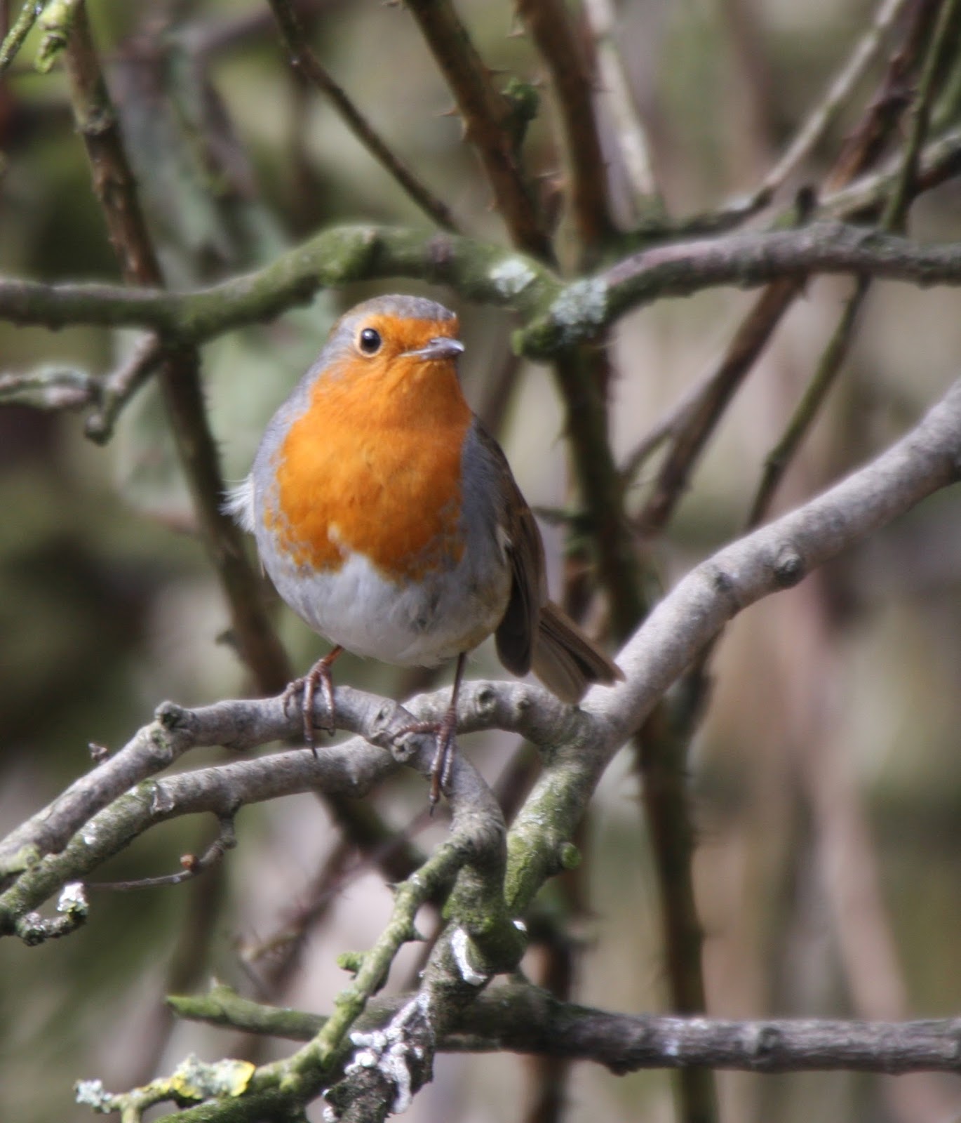 Birding with Flowers: Red Kites with Everything!