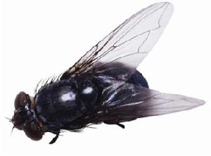 Taiwanese "flies' heads"台灣蒼蠅頭