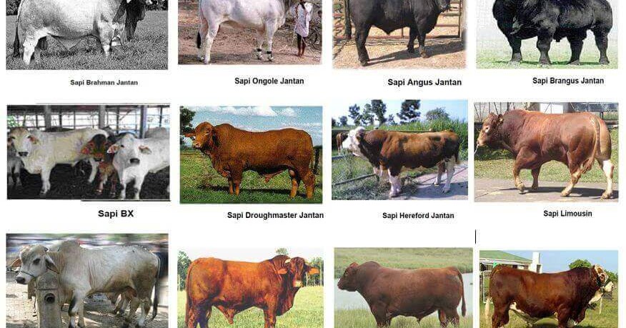 JENIS-JENIS SAPI POTONG - Agro Eksplor