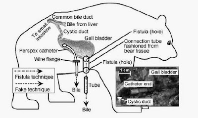 The Reality of Bear Bile Farming in Southeast Asia