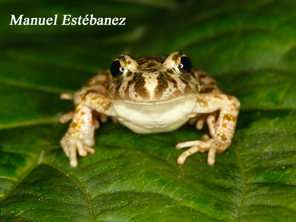 Miradas Cantábricas: Sapillo moteado común (Pelodytes punctatus)