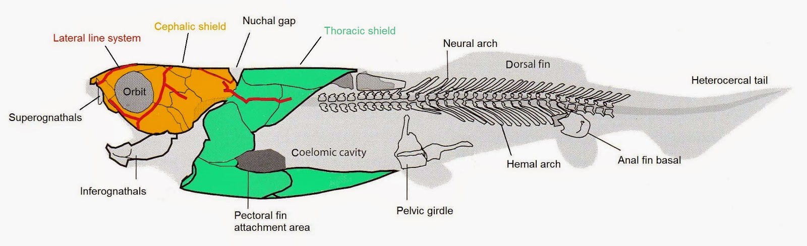 PaleoStories: Le Cronache di Placodermata (CdP). Episodio 2: anatomia ...