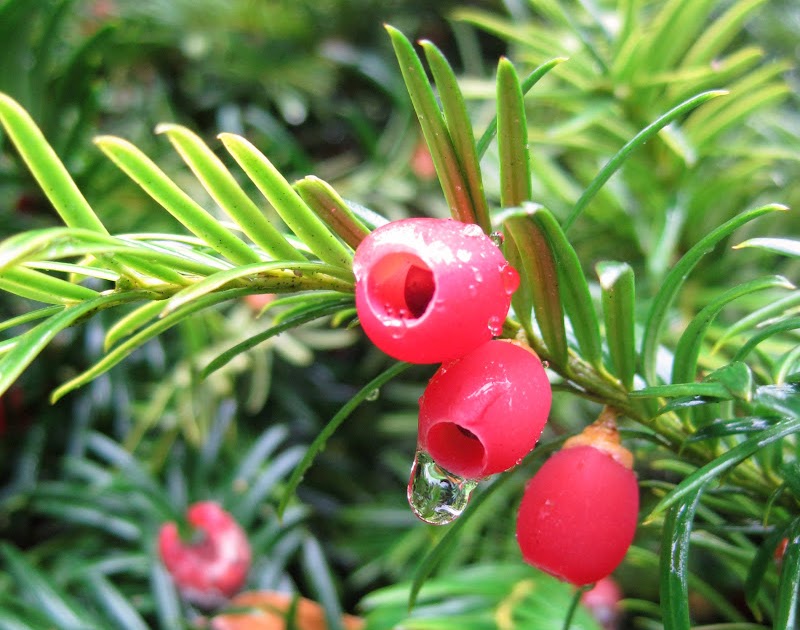 Meandering Washington: Y ~ Yew , Taxus brevifolia