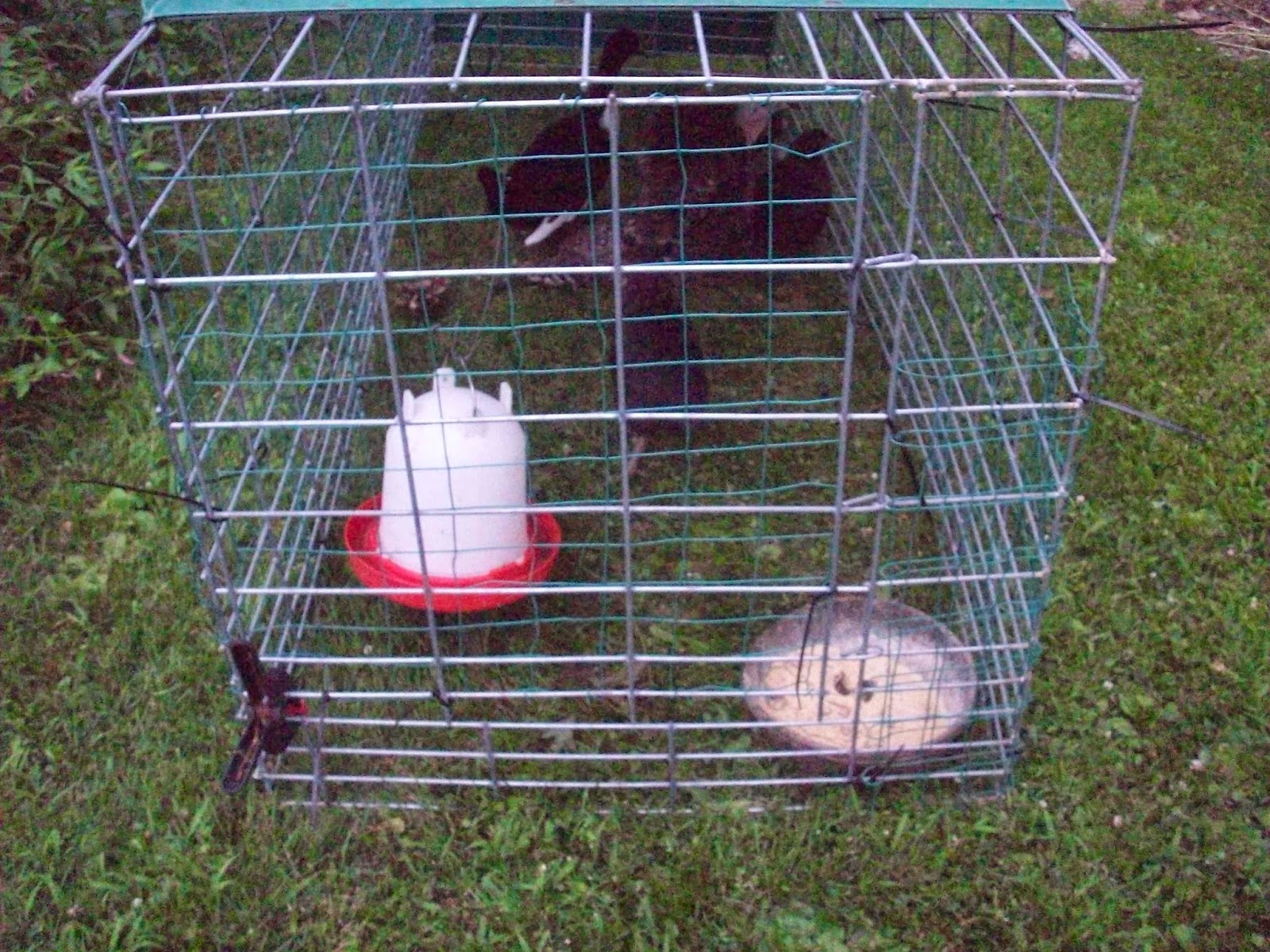 4 acres and a stream: July 2014