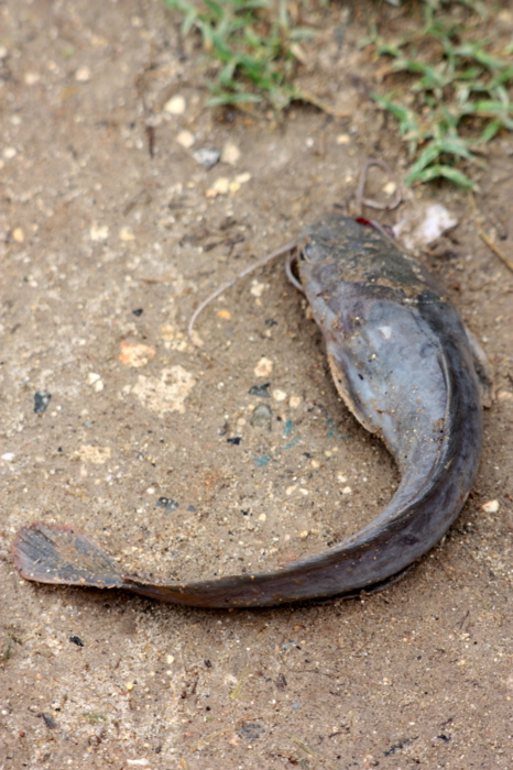 FAHAMU USIYOYAFAHAMU: Unamfahamu kambare ana misuli mingapi?