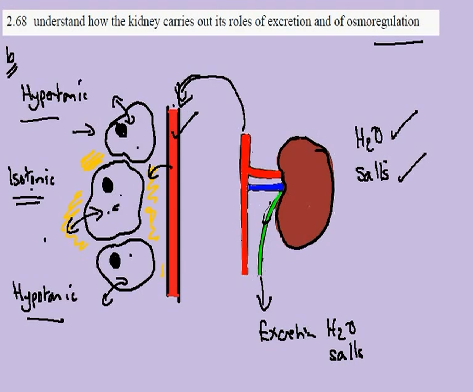 Harriet's Biology: 2.68b Osmoregulation