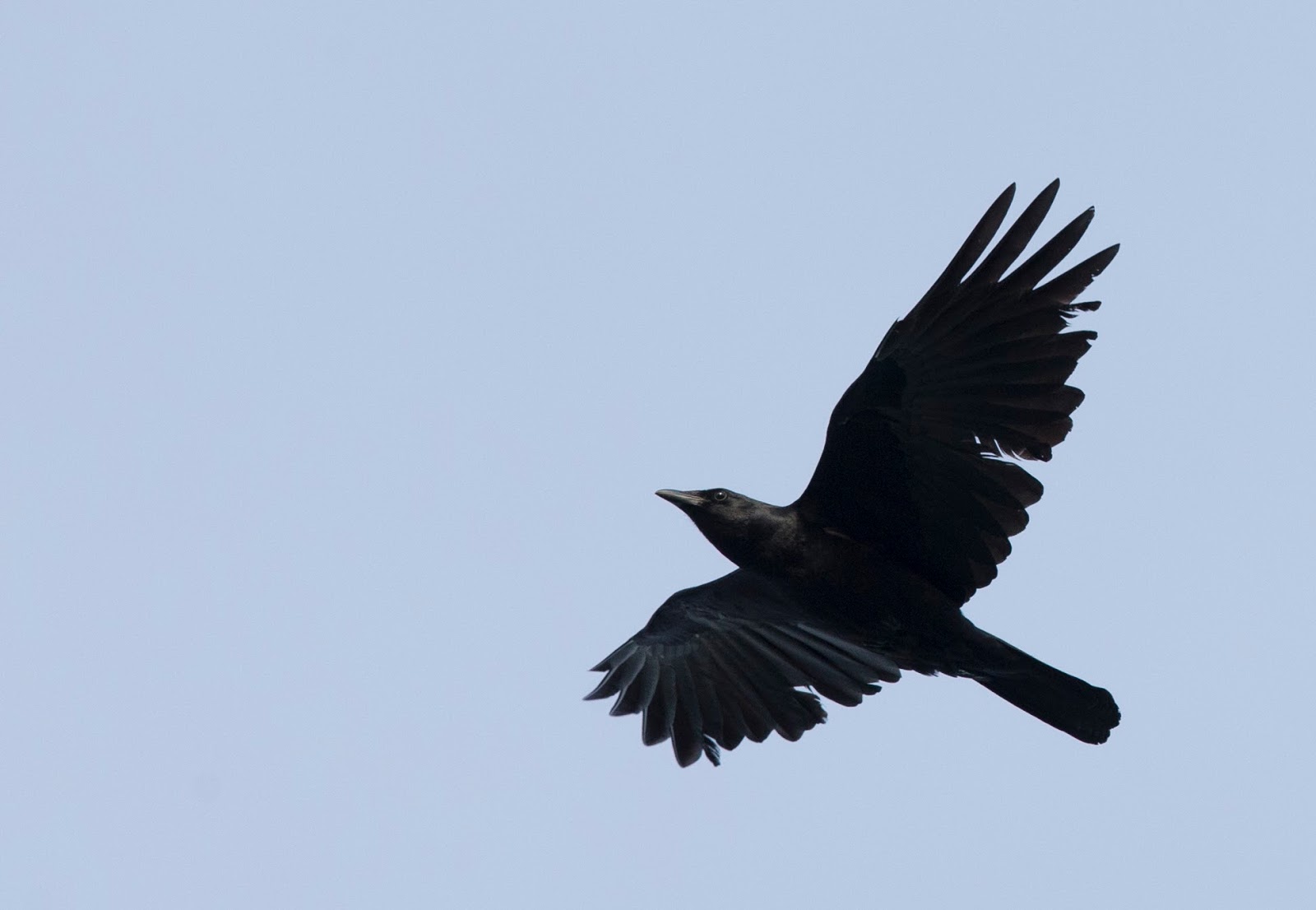 PeregrinePrints not dot com ... Blog: 10 Fish Crow photos from Point Pelee