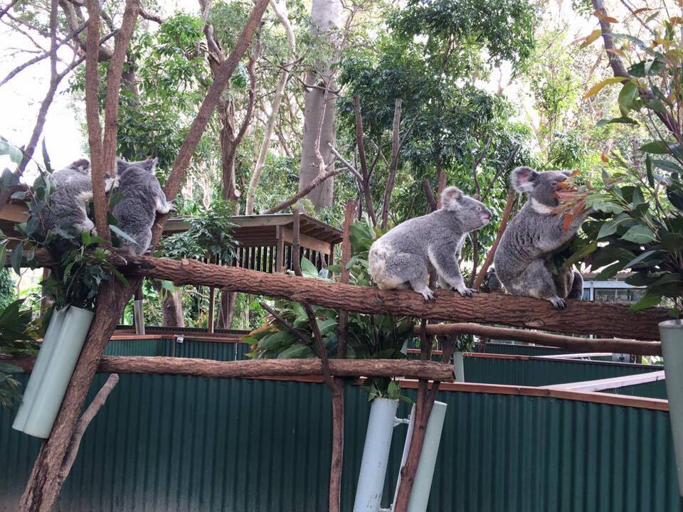 Currumbin Wildlife Sanctuary @ Gold coast , Australia. - crystal ♥
