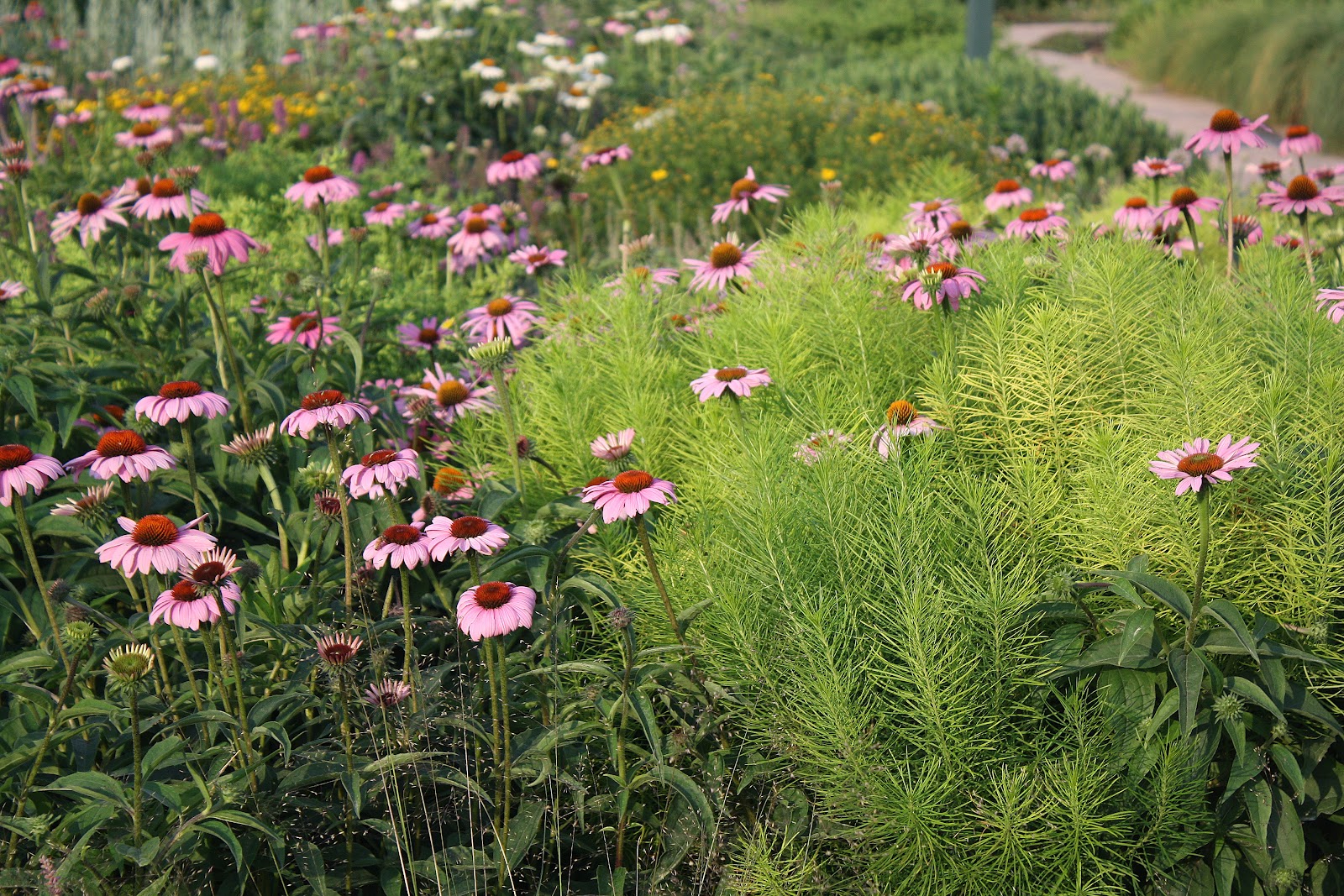 MIDWEST GROUNDCOVERS Display Gardens & Plant Trials