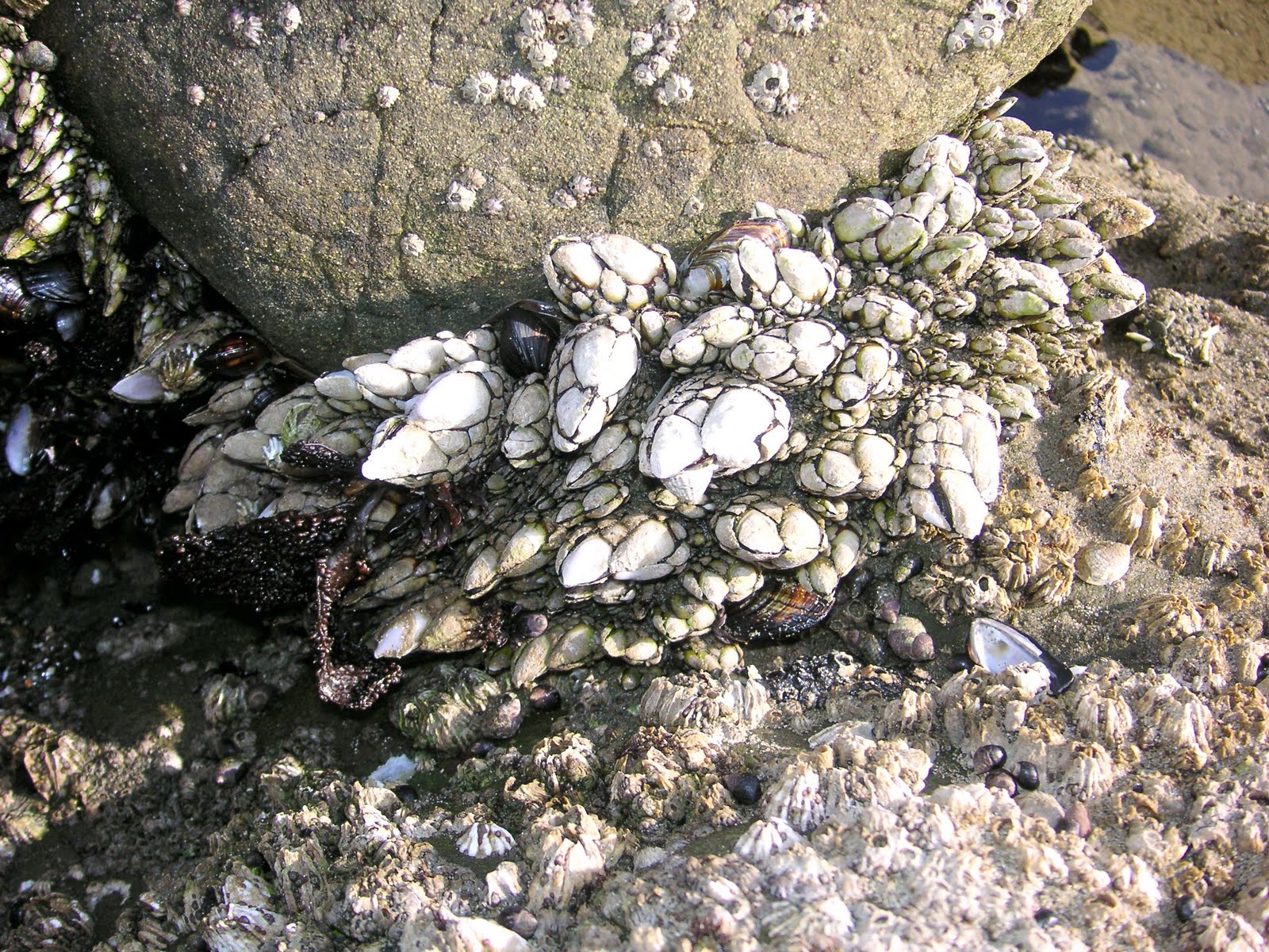 Nature ID: barnacles ~ 11/03/11 ~ Morro Strand Beach