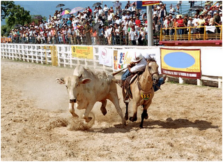 CULTURA TAMEÑA: LOS JUEGOS TIPICOS DEL LLANO "COLEO"