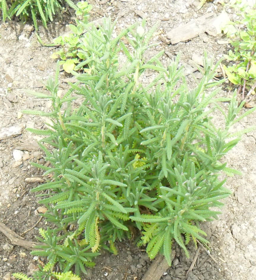 Backyard Patch Herbal Blog: Santolina - Herb of the Week