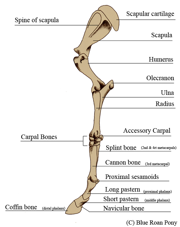 The Conformation Of The Equine Legs The Conformation Of The Equine Legs