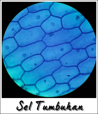 Sel Haiwan dan Sel Tumbuhan