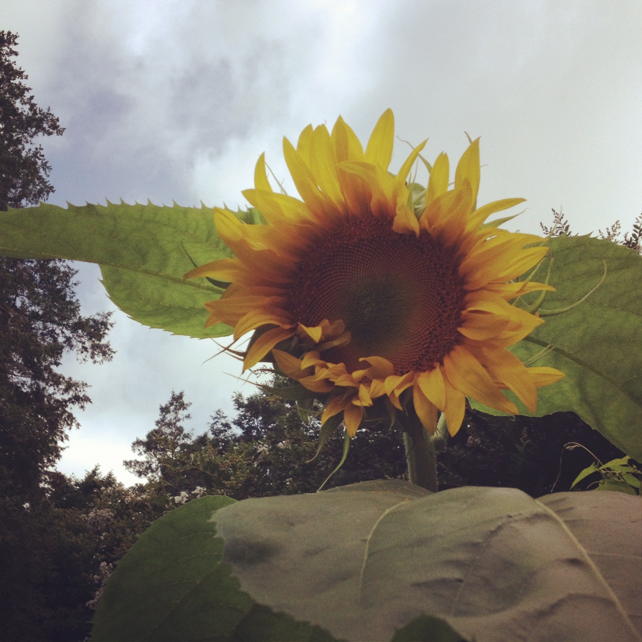 Tiptoethrough: The evolution of our first sunflower