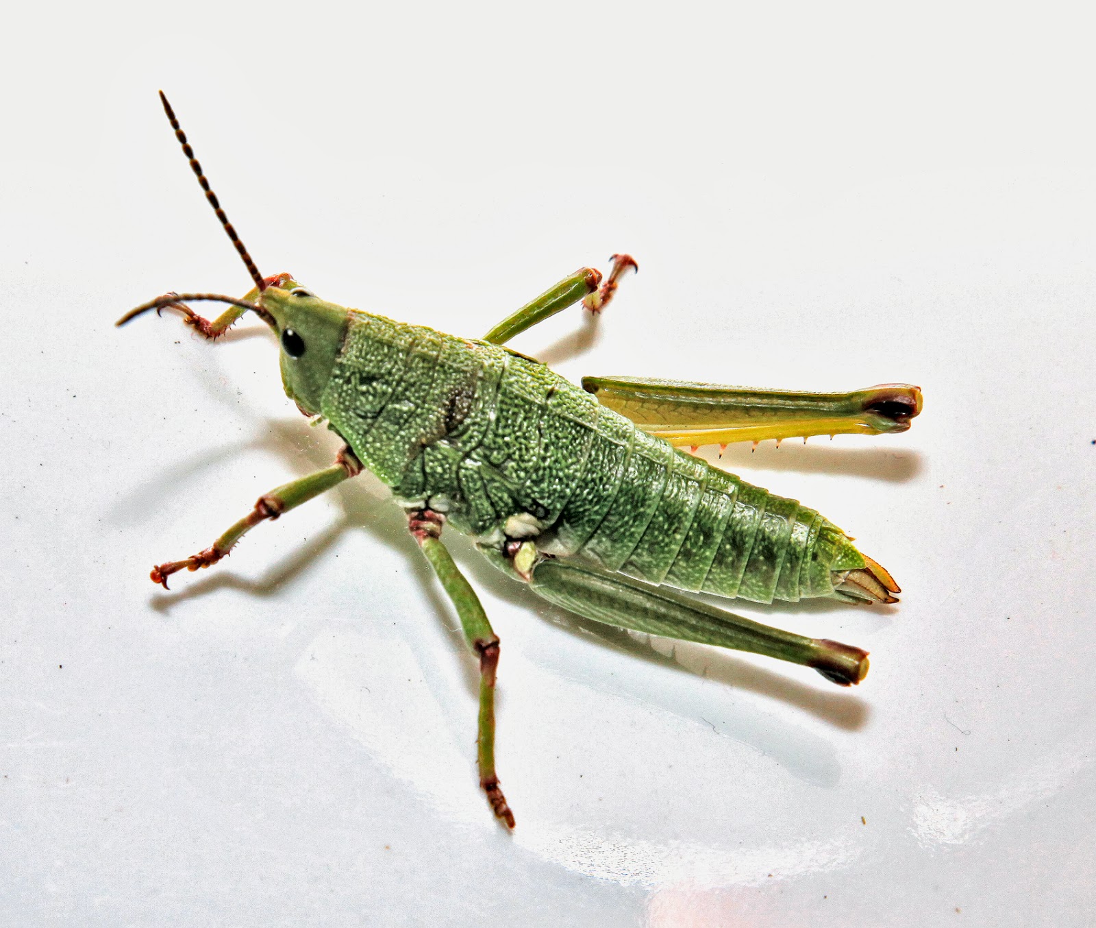 BunyipCo: September 2013