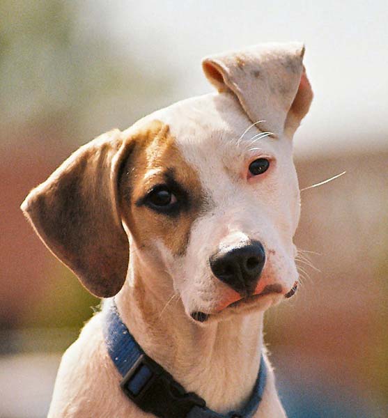 How To Teach Your Dog To Recognize Their Name how-to-teach-your-dog-to-recognize-their-name