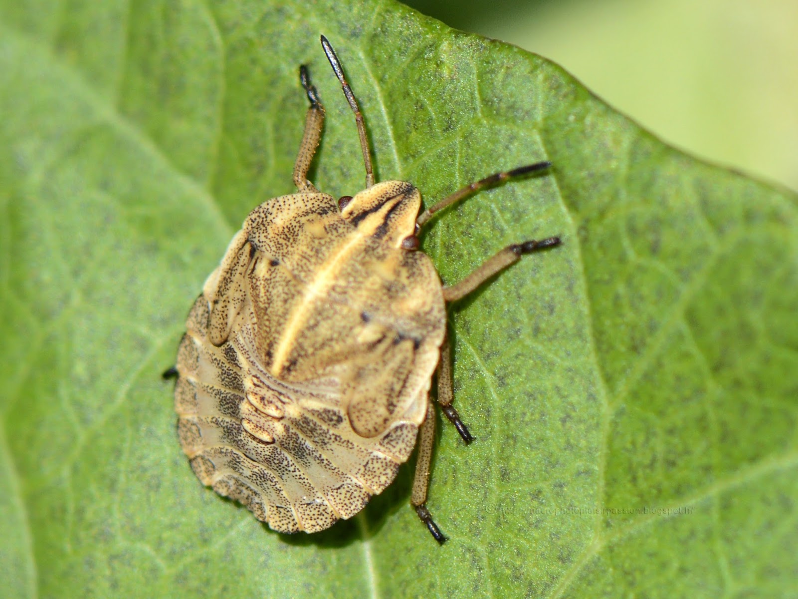 Macrophoto plaisir passion: Qui cette larve?