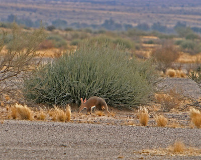 Real Monstrosities: Aardvark