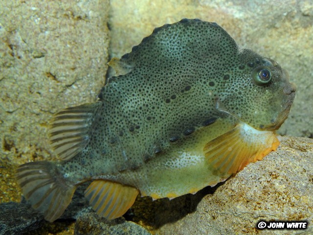 Something Fishy Going On: Most Wanted : Lumpsucker (Sea Hen).