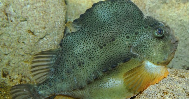 Something Fishy Going On: Most Wanted : Lumpsucker (Sea Hen).