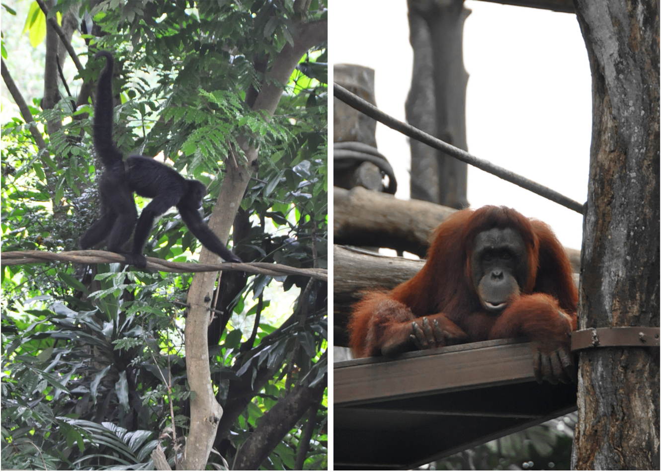 Singapore 2011: Nature Parks and Wildlife | Our Phenomenal Life