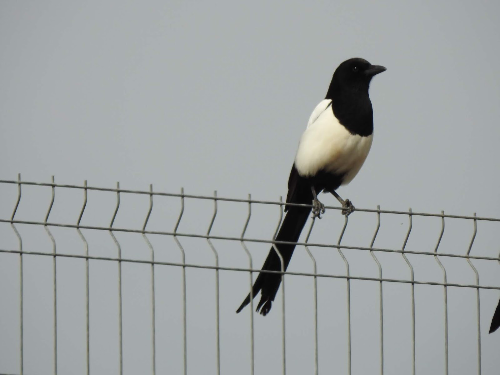 PASARI DIN ROMANIA: COTOFANA, Pica pica