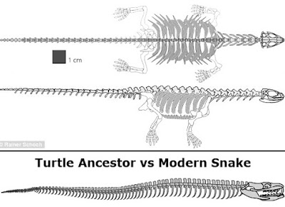 Birds To Dinosaur: Python Vestigial Pelvis, Femur and Spur