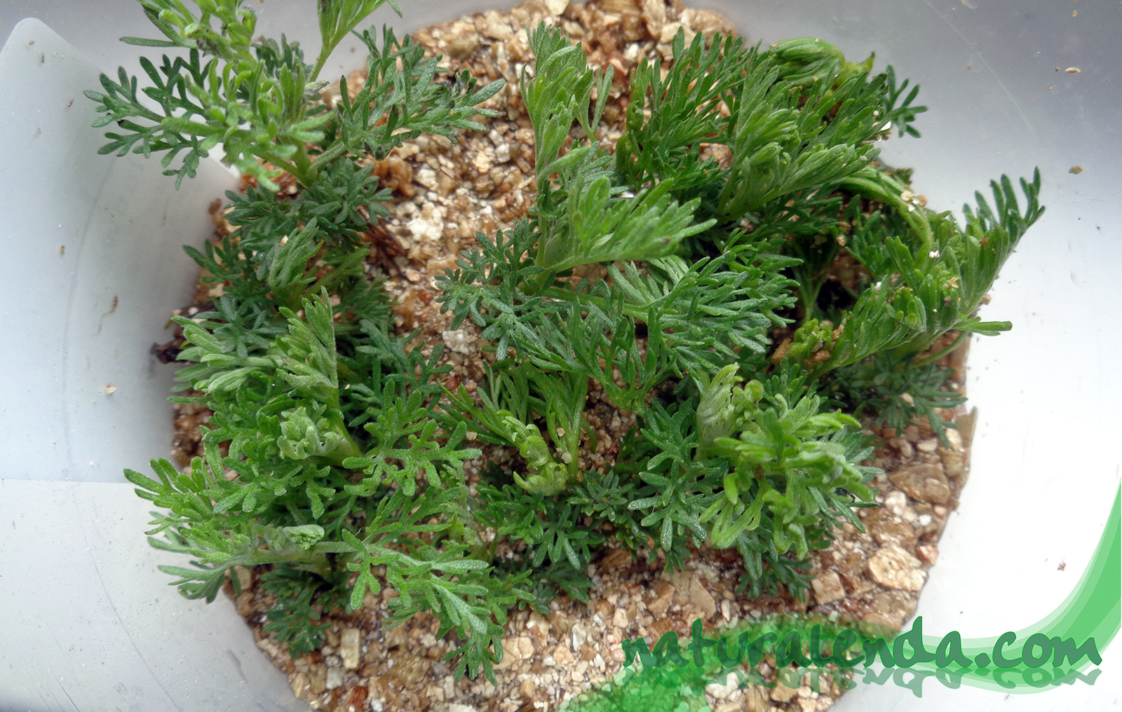 La naturaleza en casa: Reproducción de la planta cola