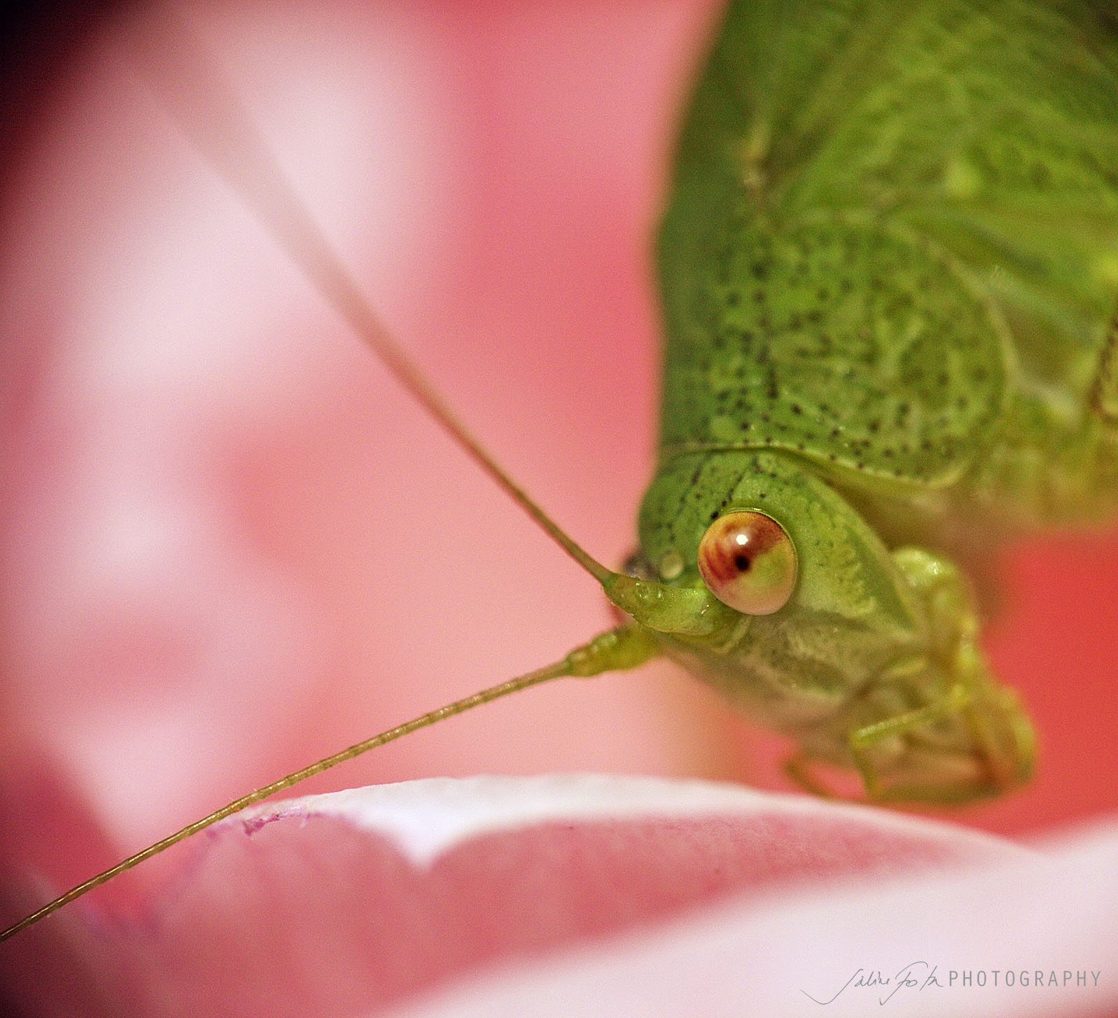 Sabin Fota Photography: Extreme macro - double lens setup