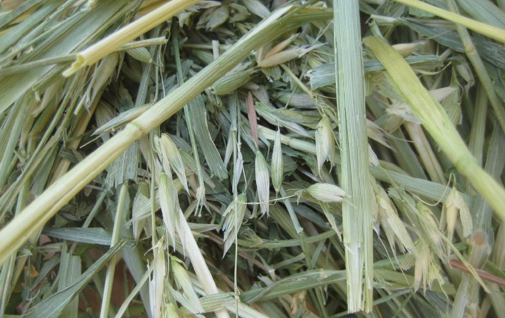 Oat Hay