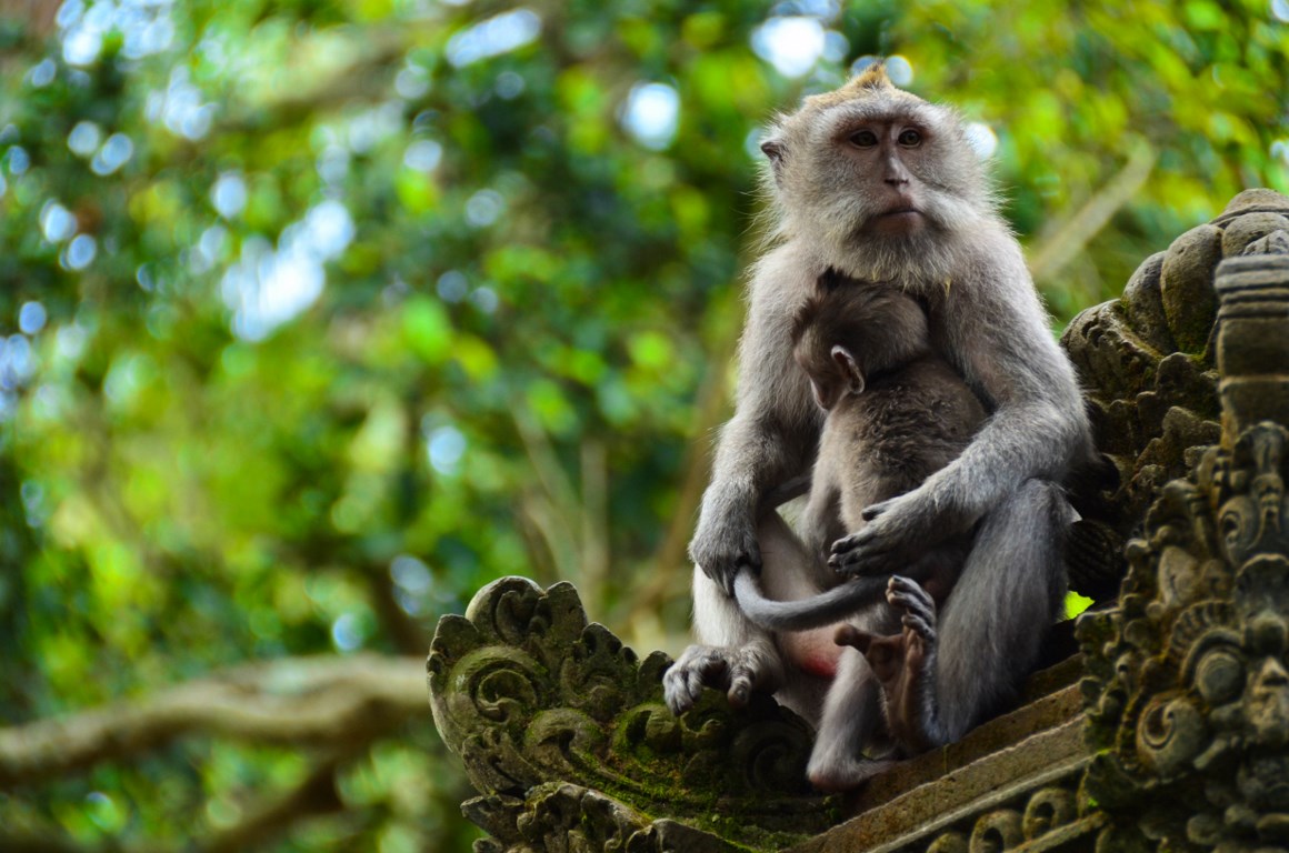 Monkey Forest, Bali | Travel Magnet